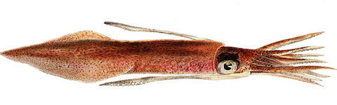 Flying Squid? | Answers in Genesis