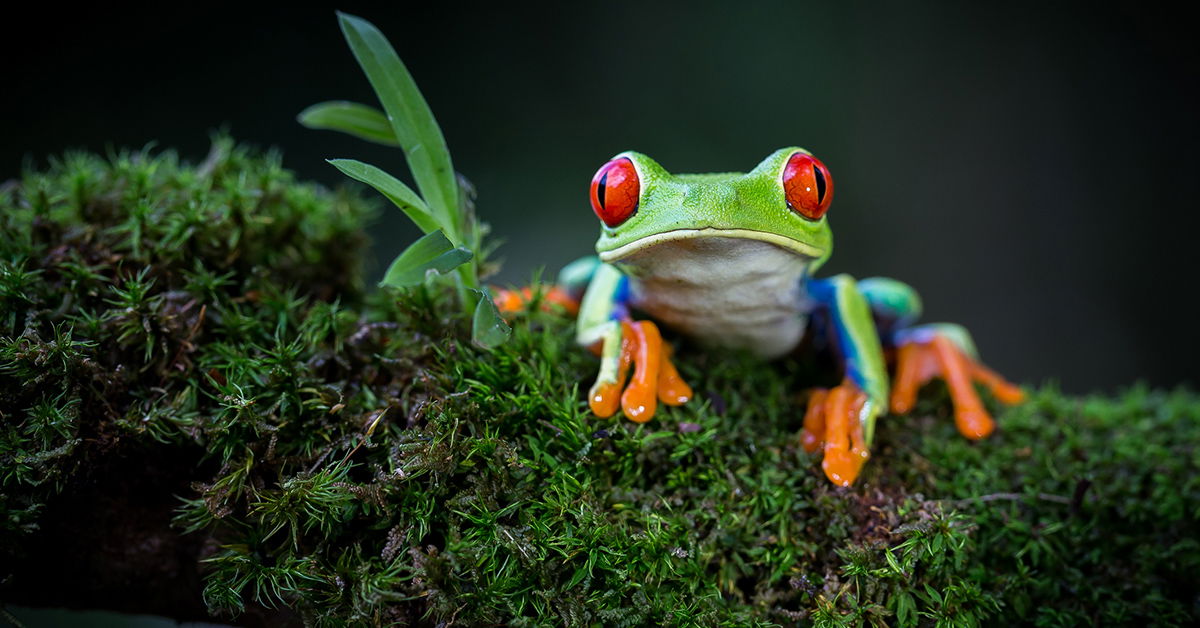 A Sticky Solution | Answers in Genesis