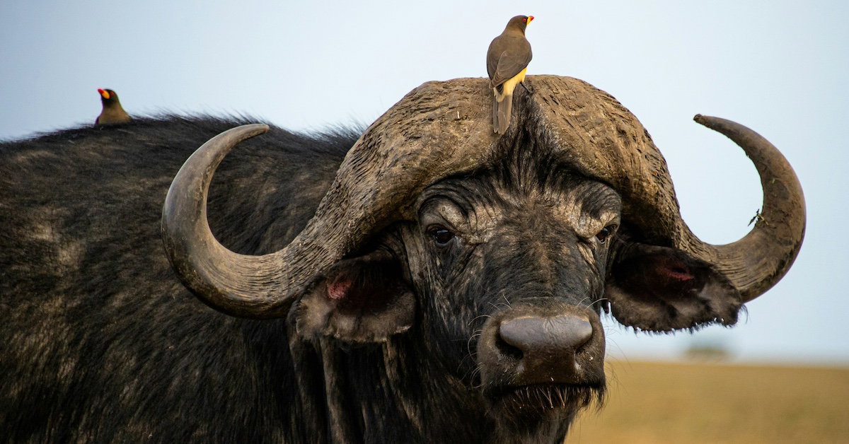 Horns and Antlers: Heavy Headgear