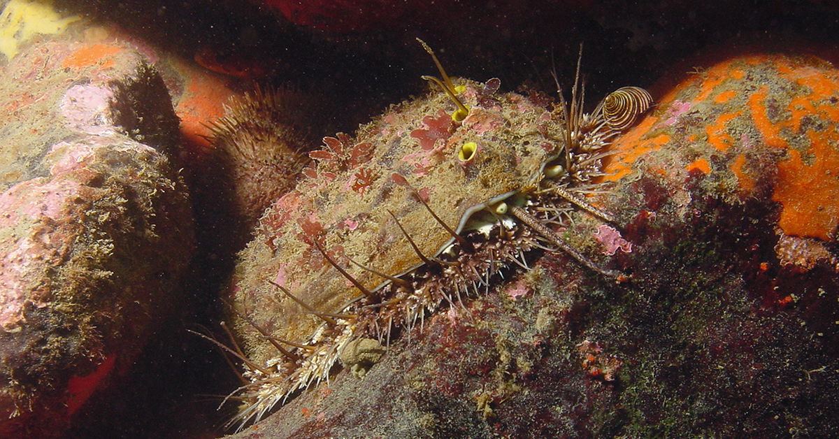 Tough as Snails | Answers in Genesis