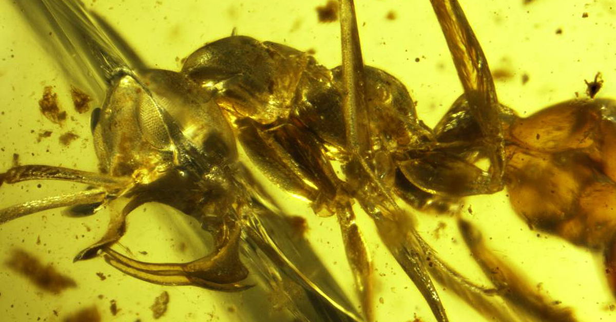 Vampire Hell Ants Preserved in Burmese Amber | Answers in Genesis