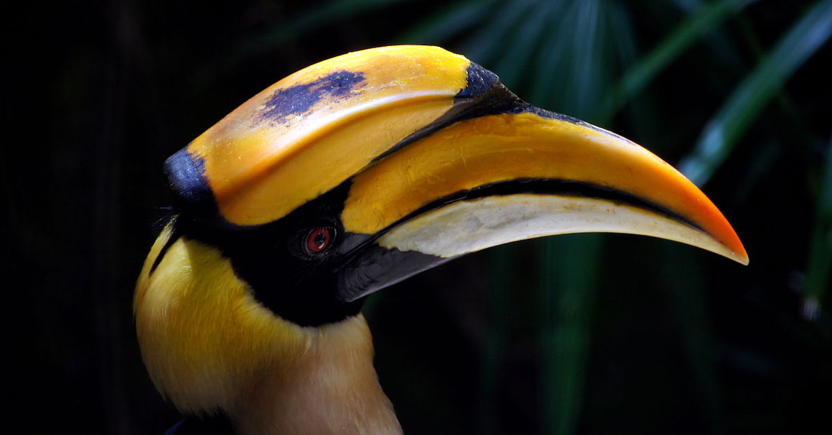 Banana or Bird?