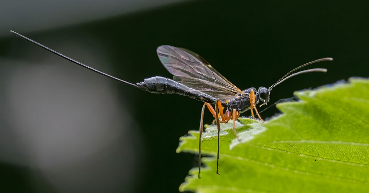 Parasitic Wasps | Answers in Genesis