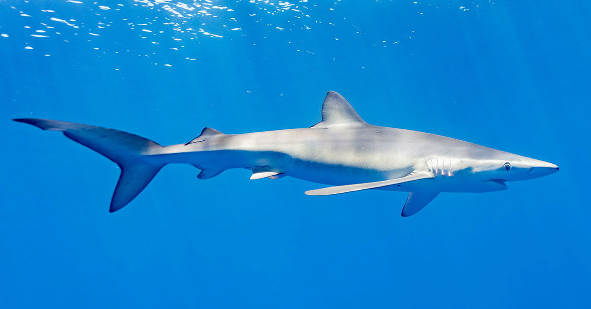 Attack of the Tree Sharks?