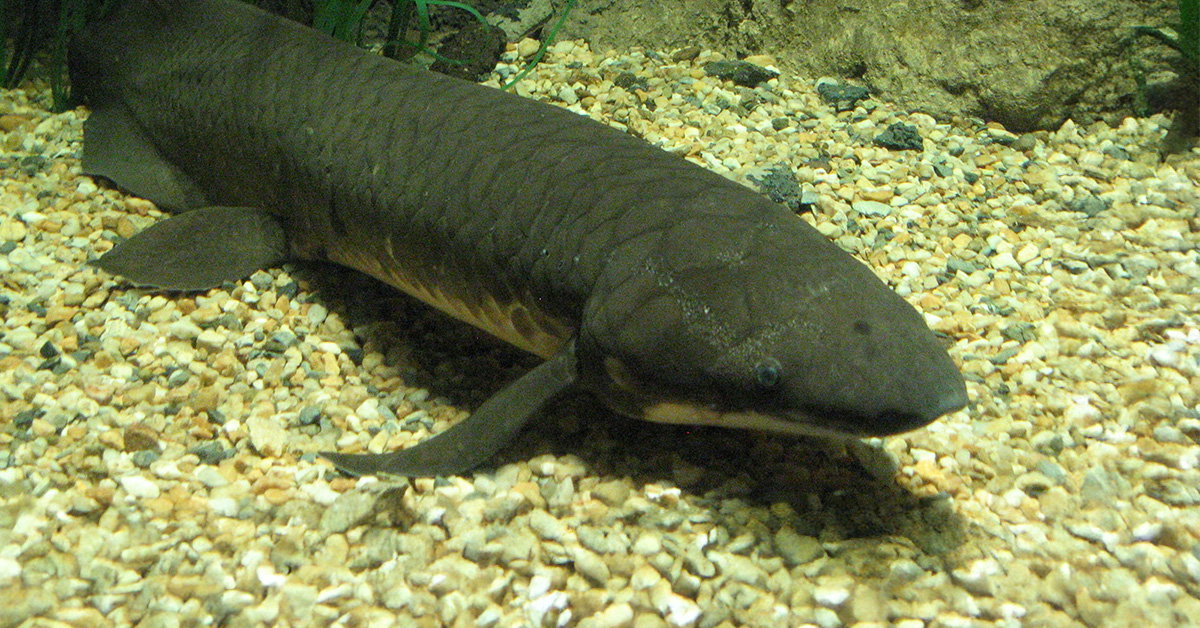Lungfishes—Transitional Species, Fish, Amphibian, or Something Else ...