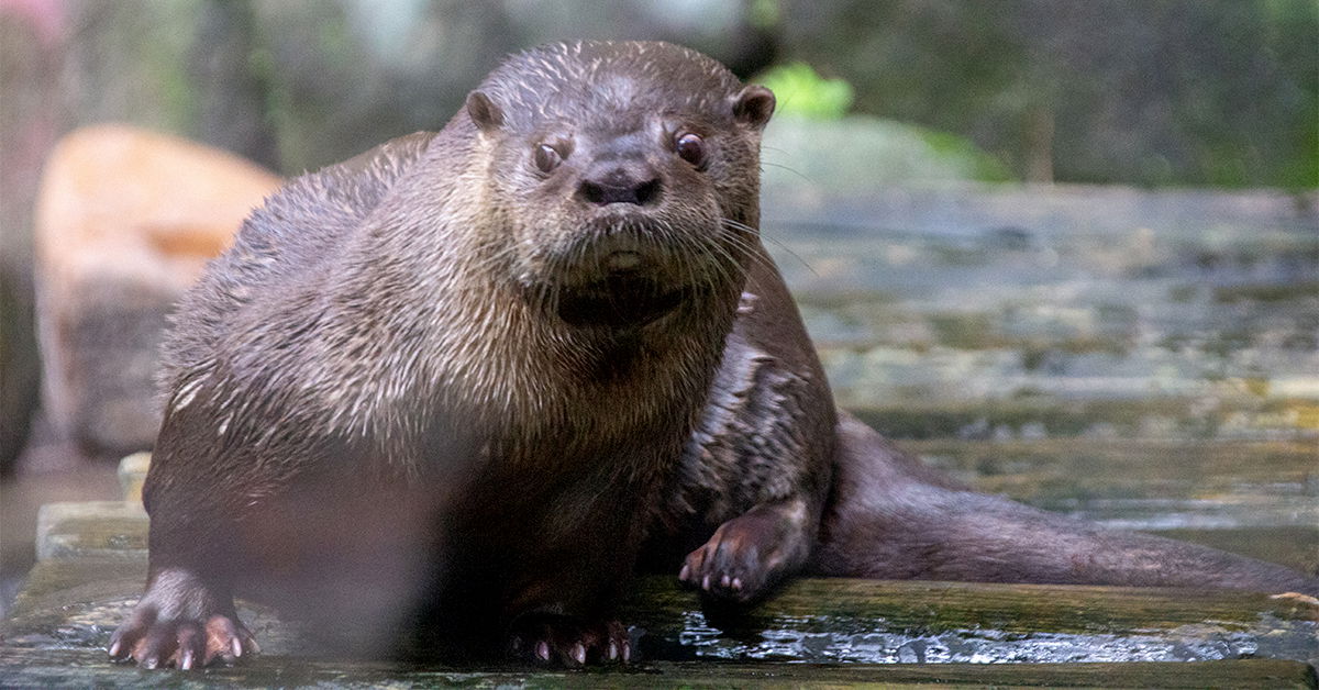 New Otter Species Confirmed—Evidence for Evolution or Creation ...