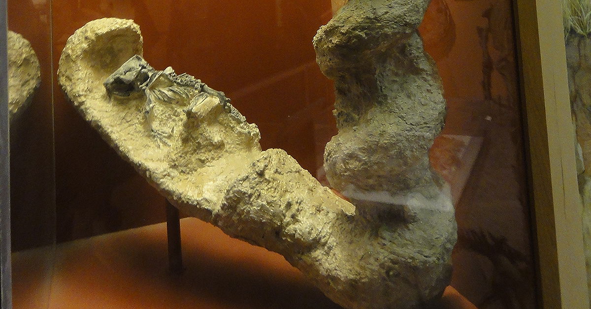 Palaeocastor Burrows as Post-Flood Biostratigraphic Markers | Answers ...