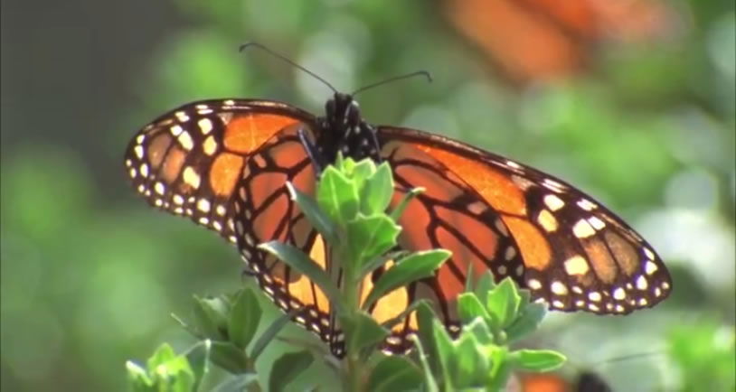 Metamorphosis—A Symphony of Miracles | Answers in Genesis